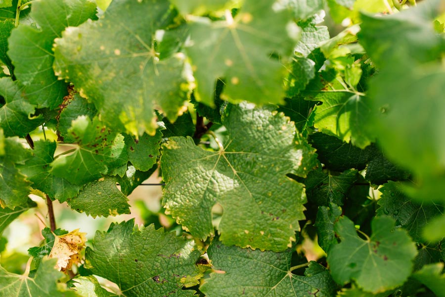 Des vins issus de la viticulture Biologique et Biodynamique